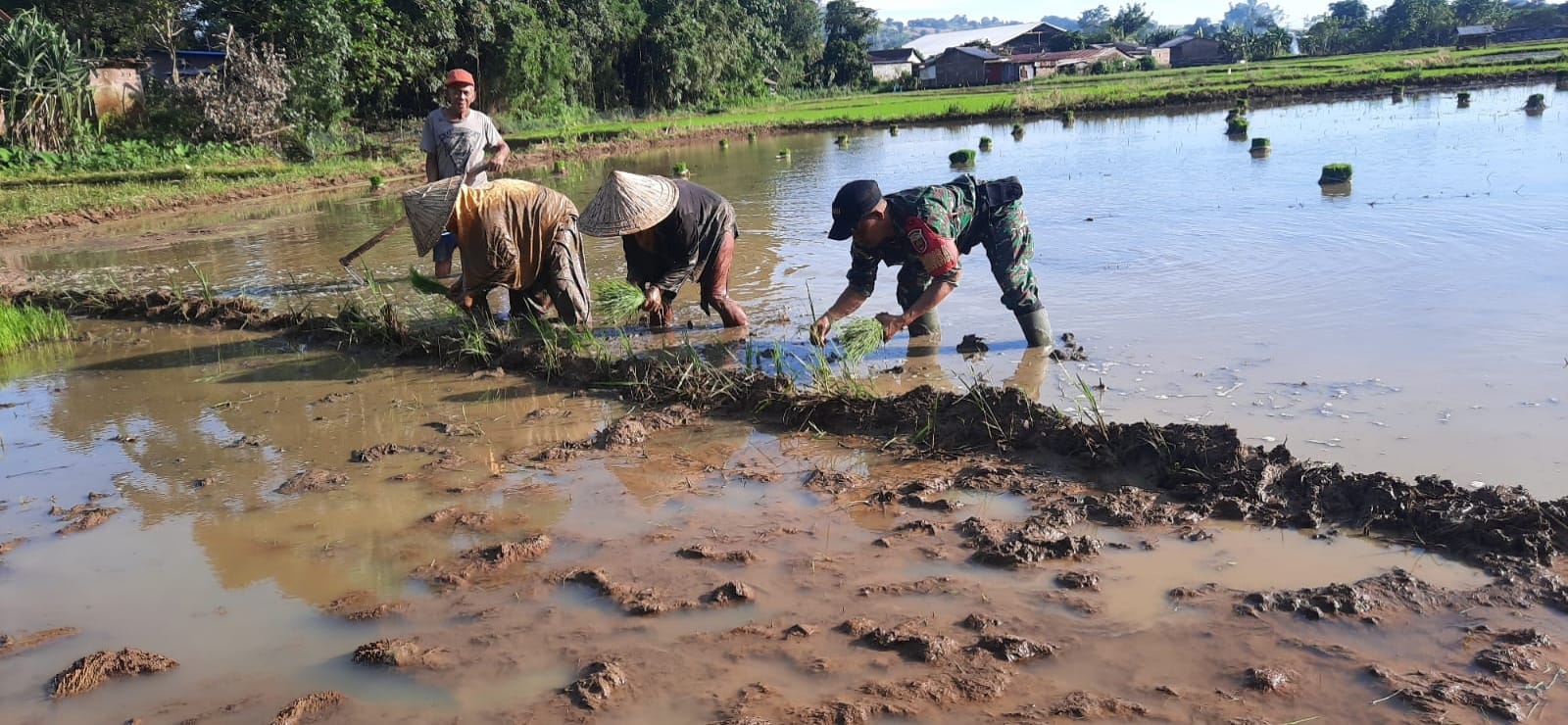 Babinsa Ramil 1409-03/ Bontomarannu Dampingi Petani Tanam Padi Manual ...
