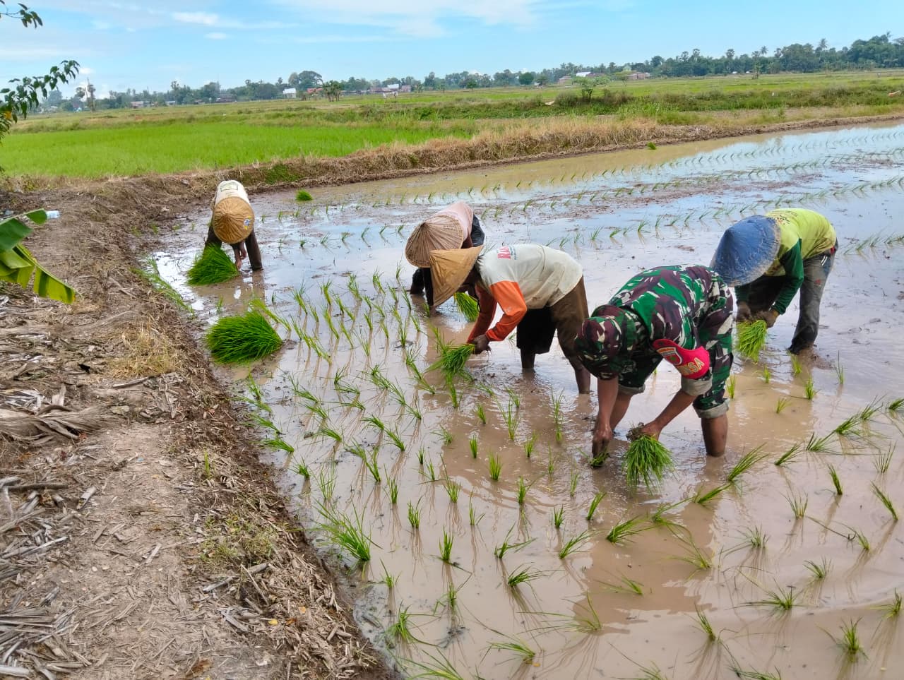 Sukseskan Swasembada Pangan, Babinsa Turun ke Sawah | Tulisan Pers